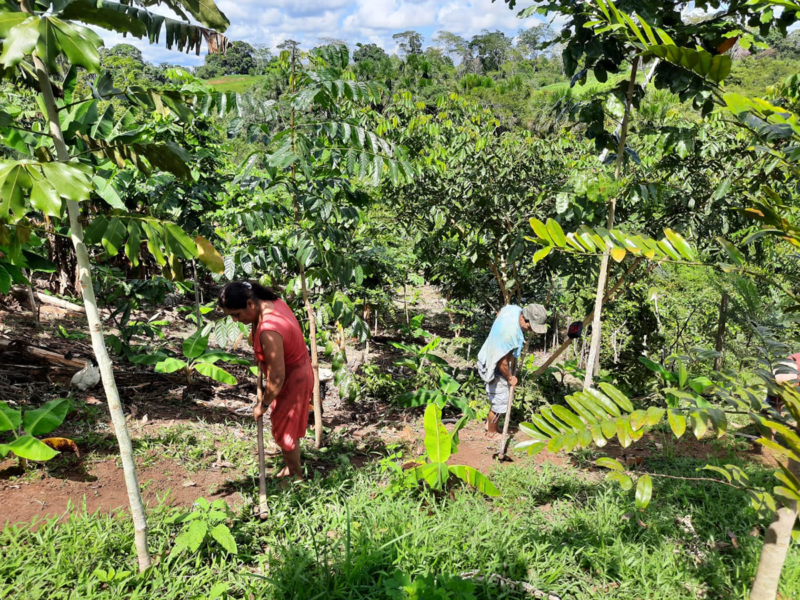 Action in the Amazon 2020 – Plant Your Future