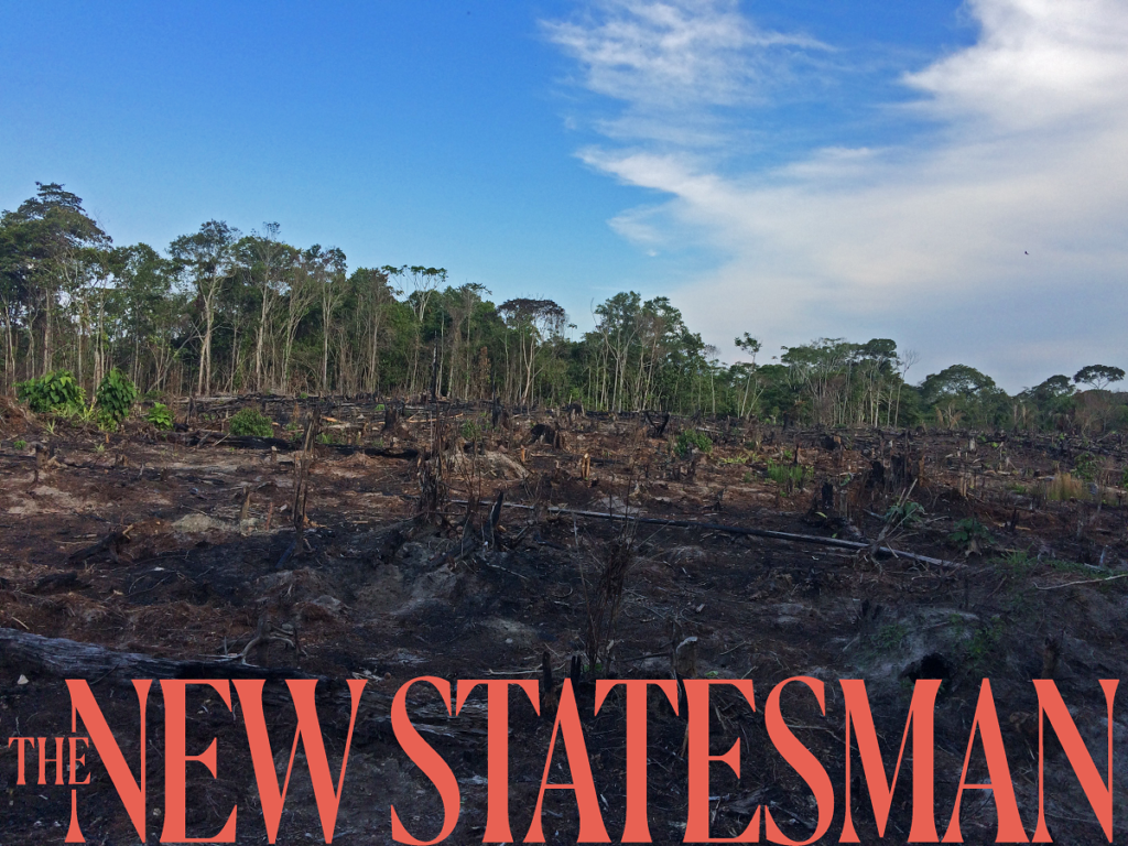 Why reforesting the Amazon is no easy task: Plant Your Future featured ...