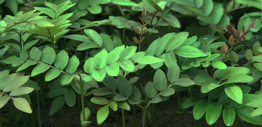 Discover the native tree species that we plant in our agroforestry ...